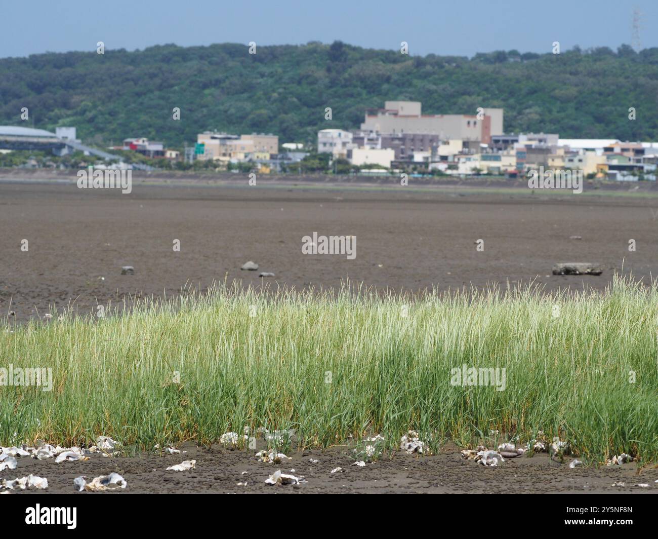 seashore dropseed (Sporobolus virginicus) Plantae Stock Photo - Alamy