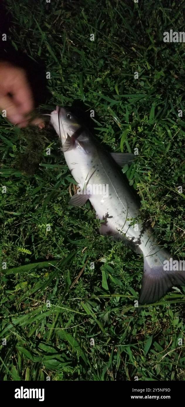 Channel Catfish (Ictalurus punctatus) Actinopterygii Stock Photo - Alamy