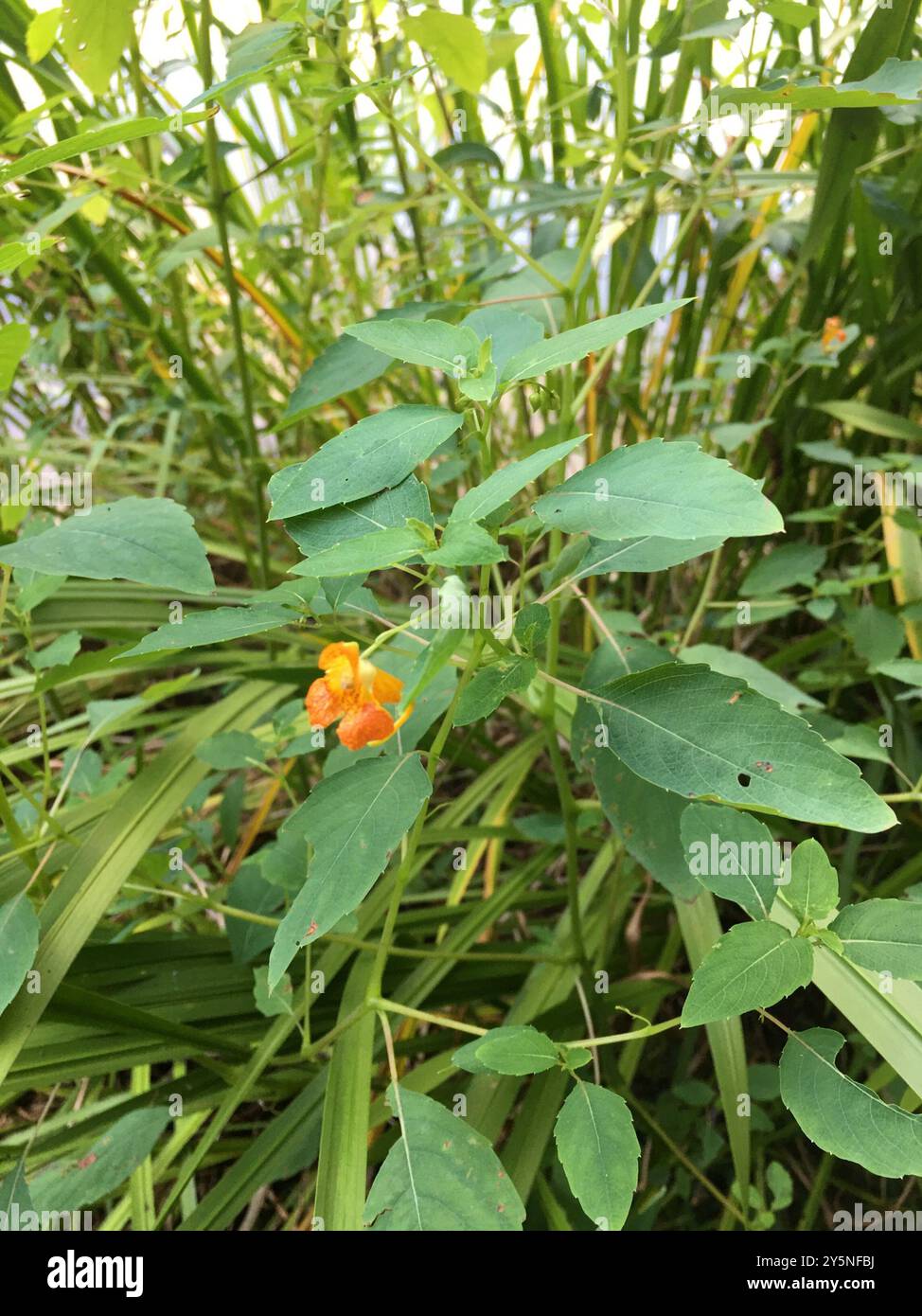 common jewelweed (Impatiens capensis) Plantae Stock Photo - Alamy