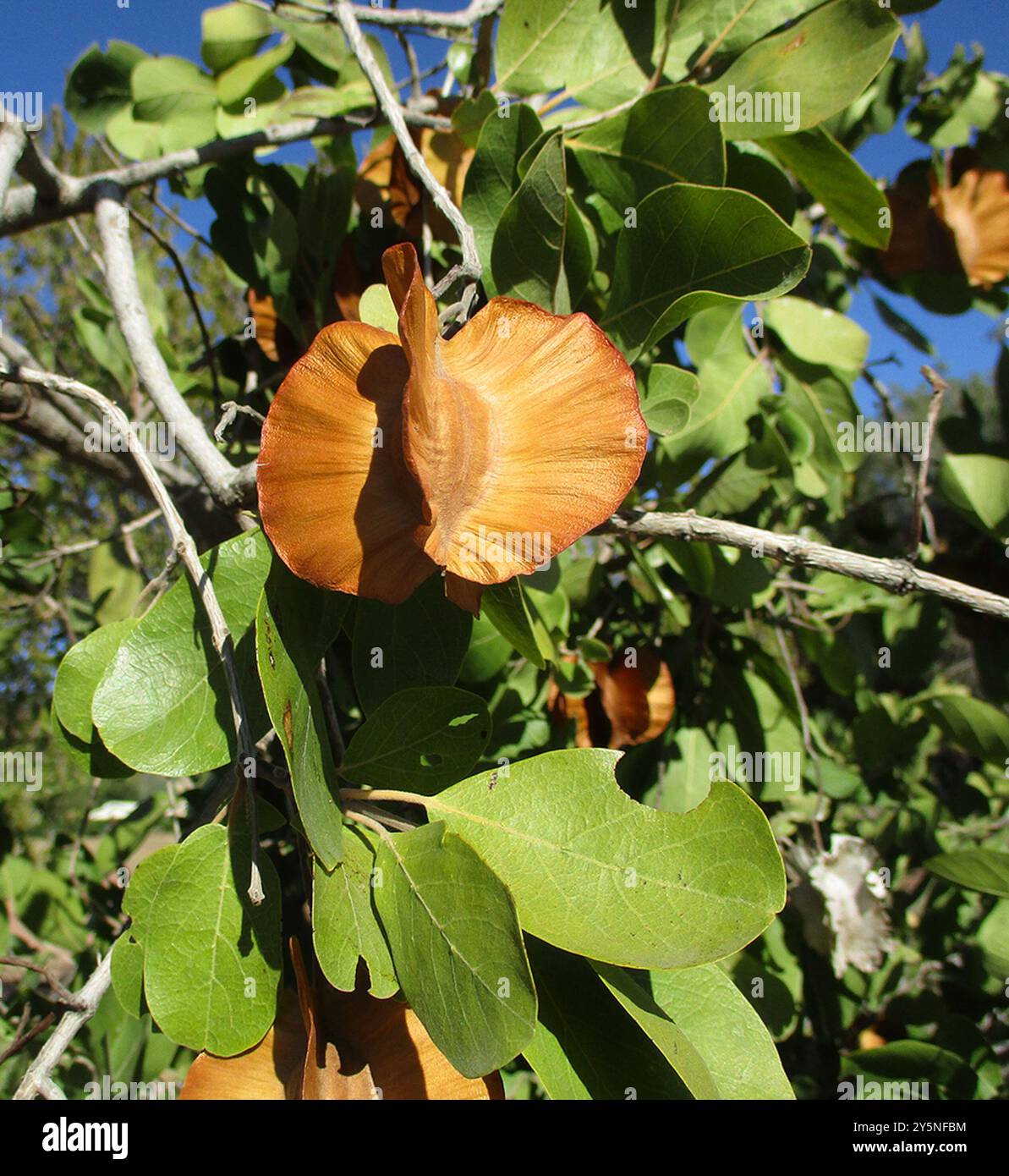 Largefruit Bushwillow (Combretum zeyheri) Plantae Stock Photo - Alamy