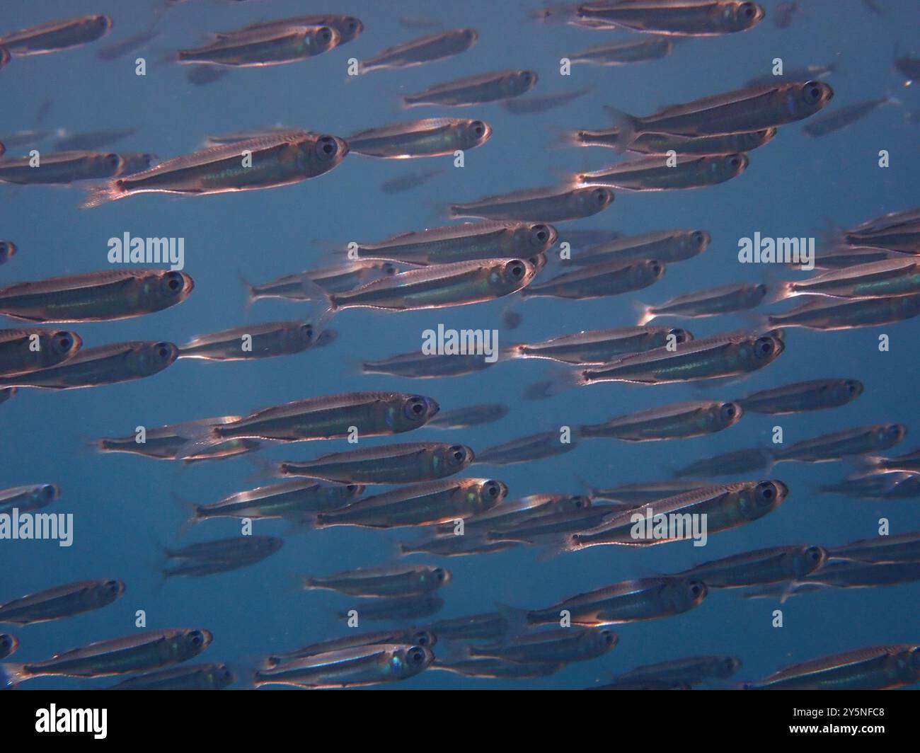 Red Sea hardyhead silverside (Atherinomorus forskalii) Actinopterygii ...