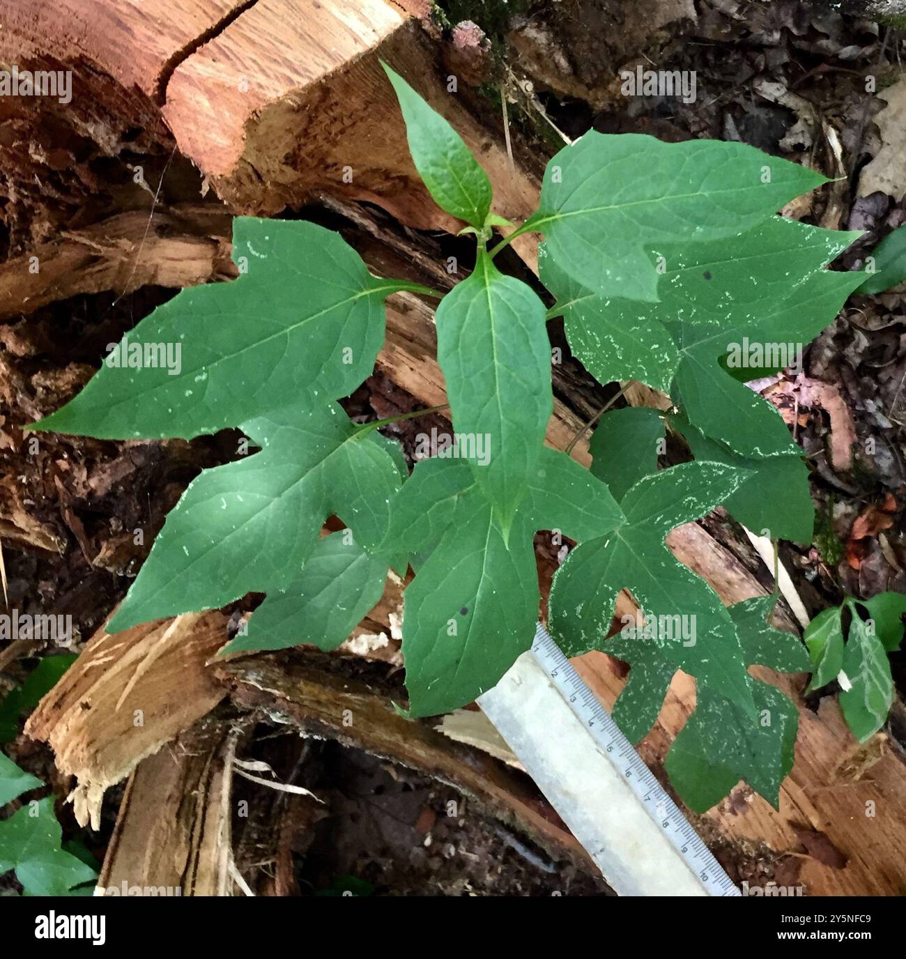 tall rattlesnake root (Nabalus altissimus) Plantae Stock Photo - Alamy