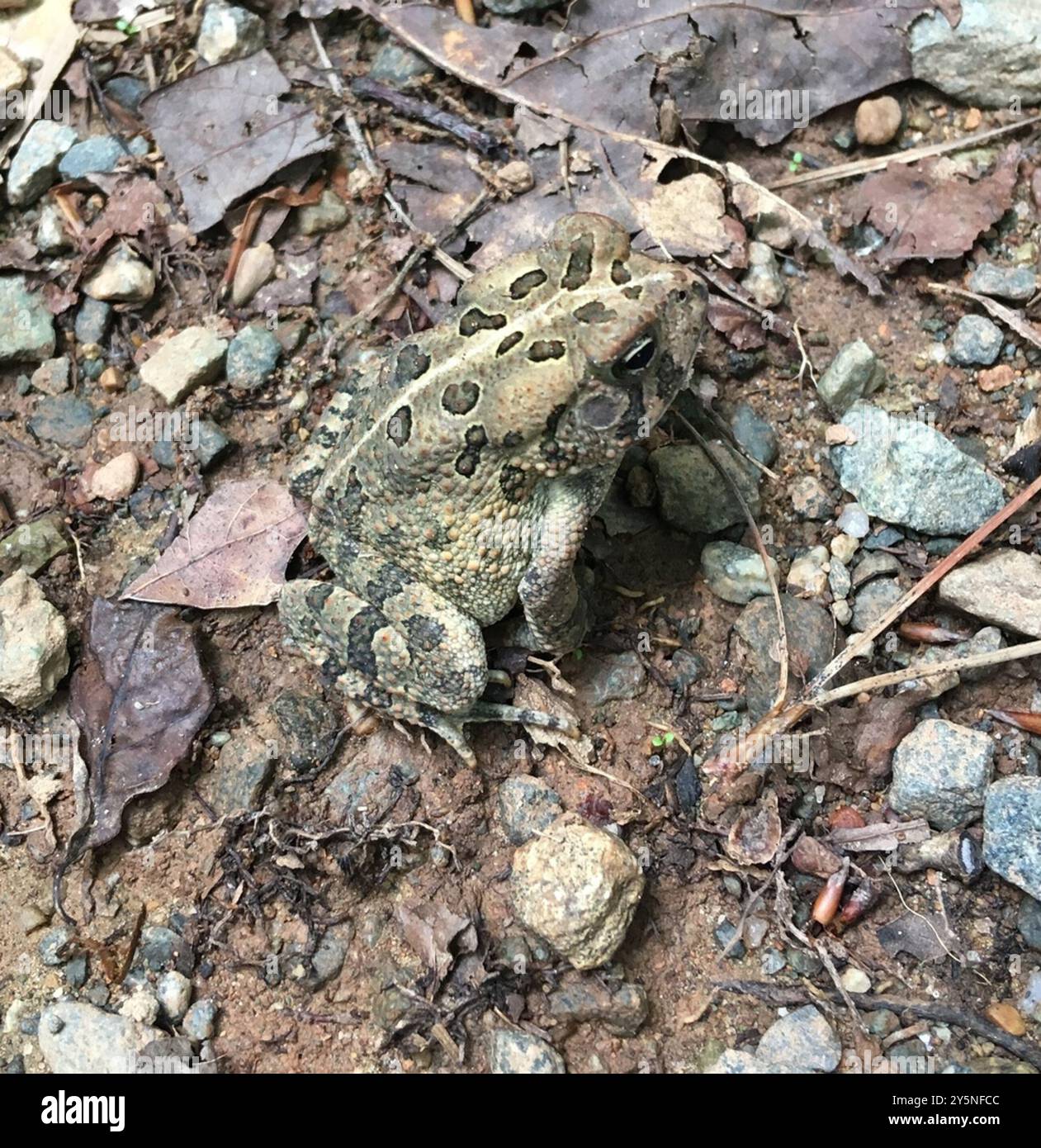 Fowler's Toad (Anaxyrus fowleri) Amphibia Stock Photo - Alamy