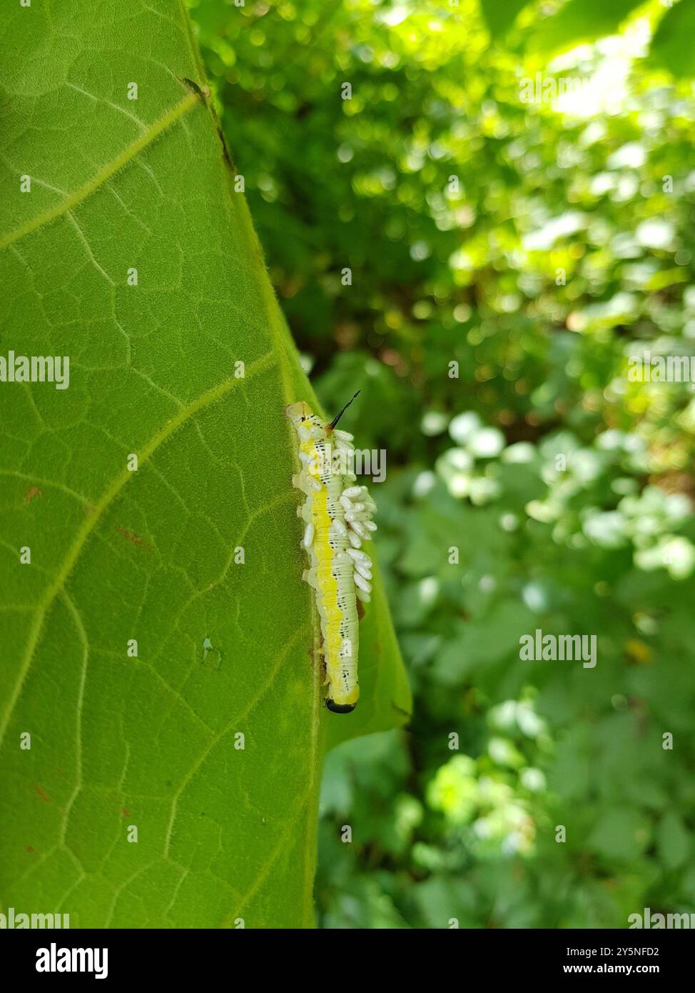 Catalpa Sphinx (Ceratomia catalpae) Insecta Stock Photo - Alamy