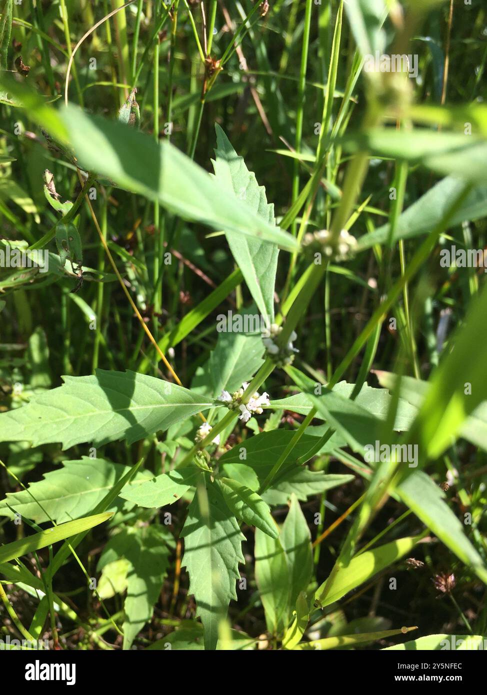 northern bugleweed (Lycopus uniflorus) Plantae Stock Photo - Alamy