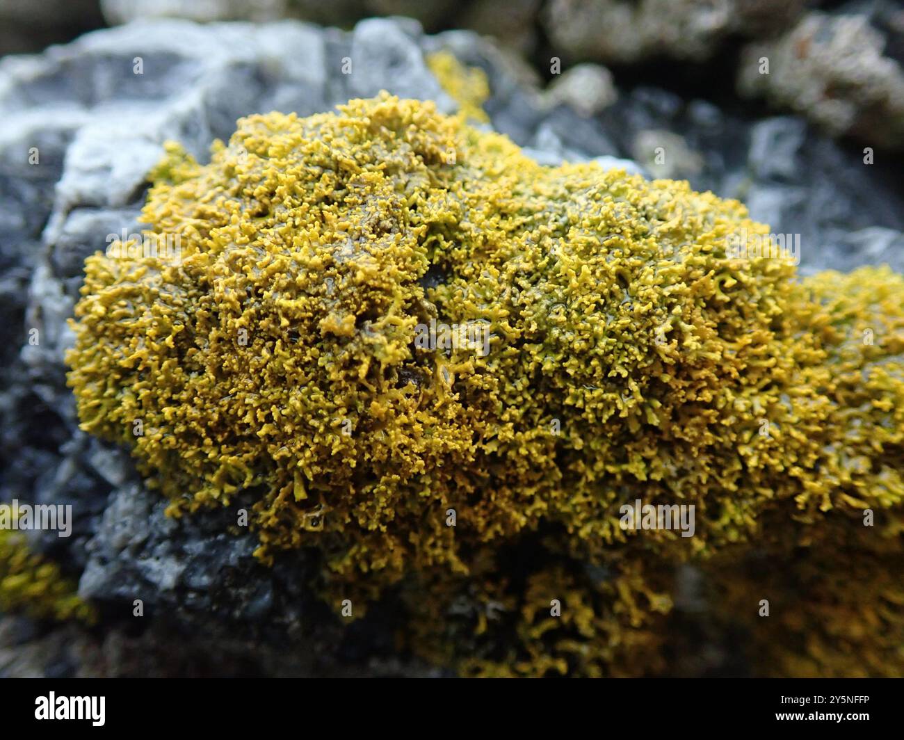 Polycauliona hi-res stock photography and images - Alamy