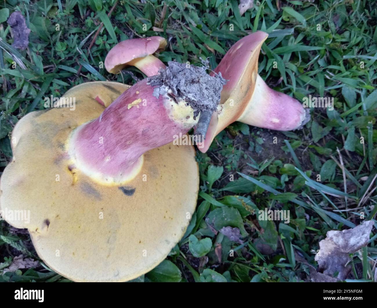 Bouillon Bolete (Lanmaoa pallidorosea) Fungi Stock Photo - Alamy