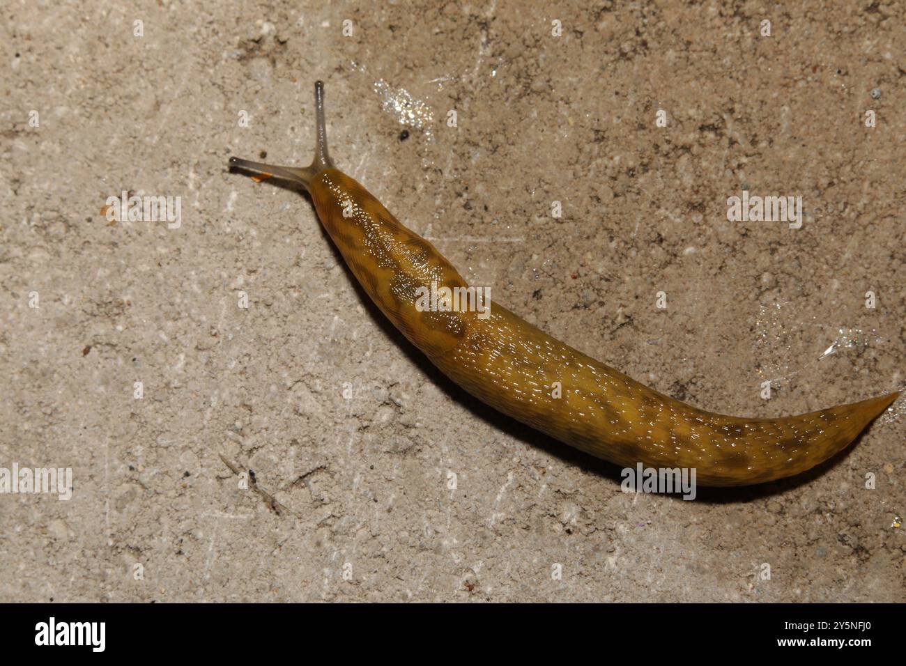 Green Cellar Slug (Limacus maculatus) Mollusca Stock Photo - Alamy