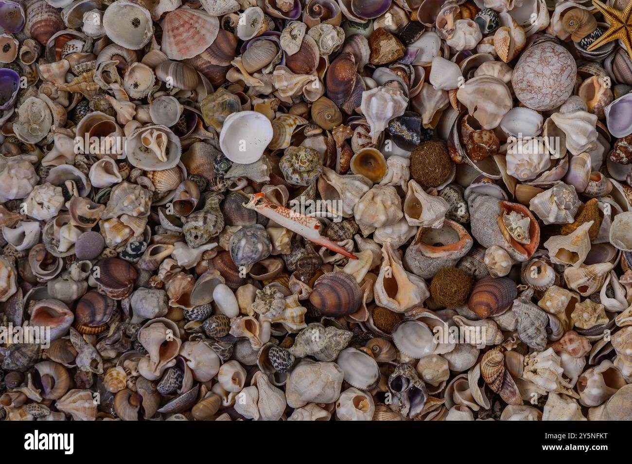 Selection of sea shells and star fish 1 Stock Photo - Alamy