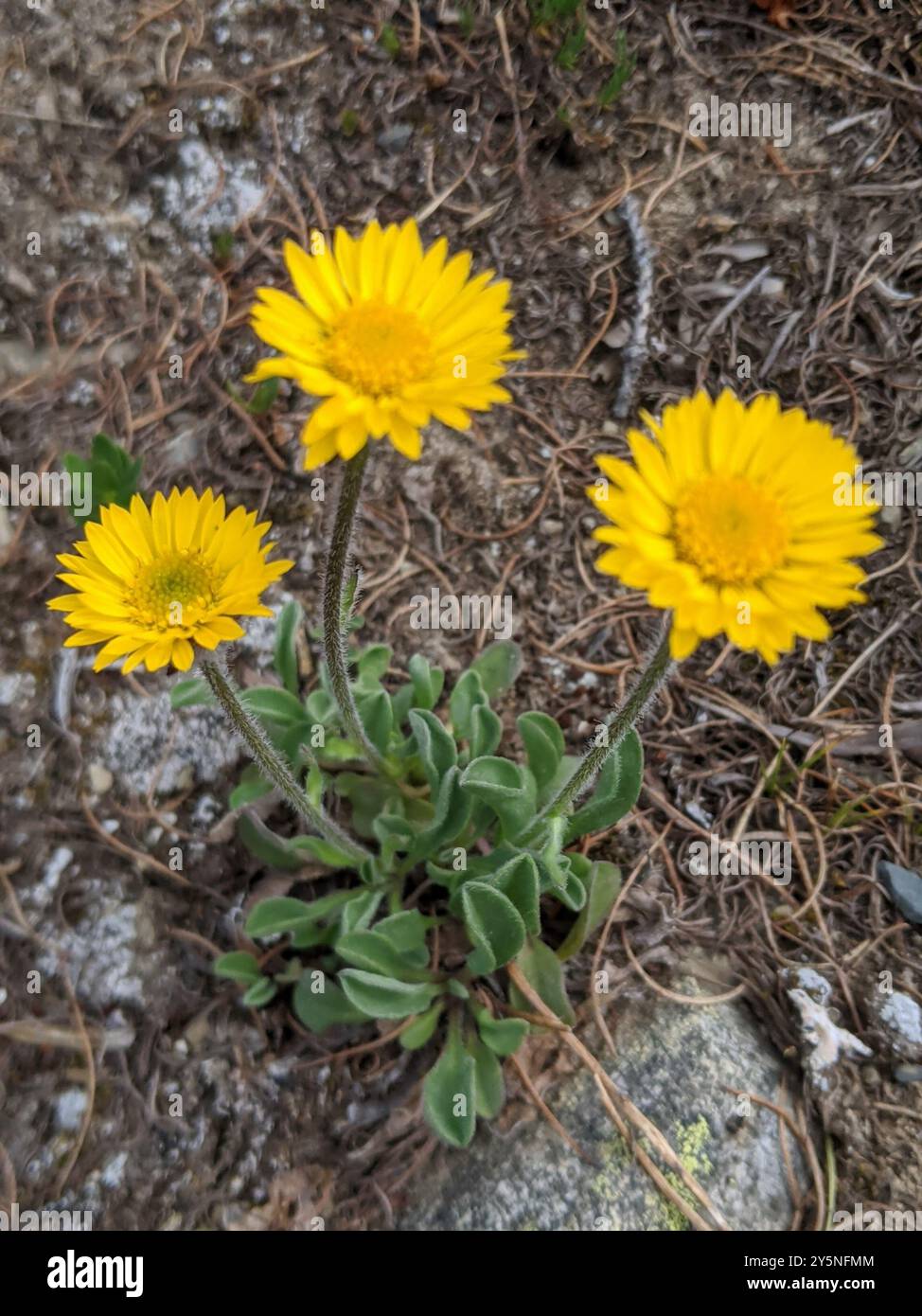 Alpine Yellow Fleabane (Erigeron aureus) Plantae Stock Photo - Alamy