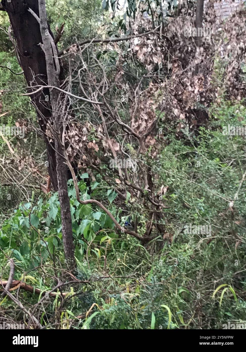 Superb Fairywren (Malurus cyaneus) Aves Stock Photo - Alamy