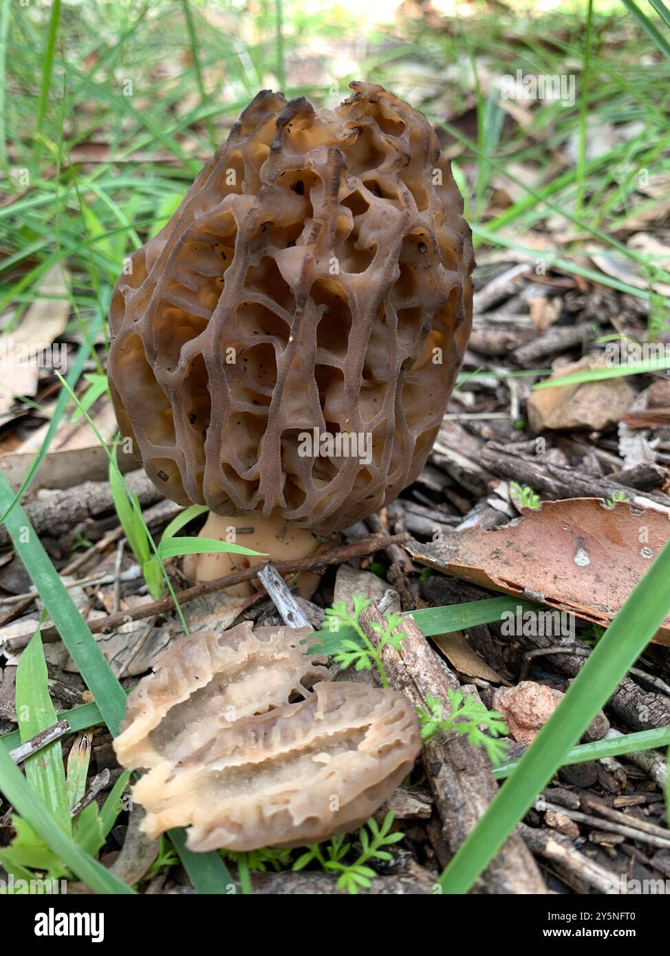 Australian black morel (Morchella australiana) Fungi Stock Photo - Alamy
