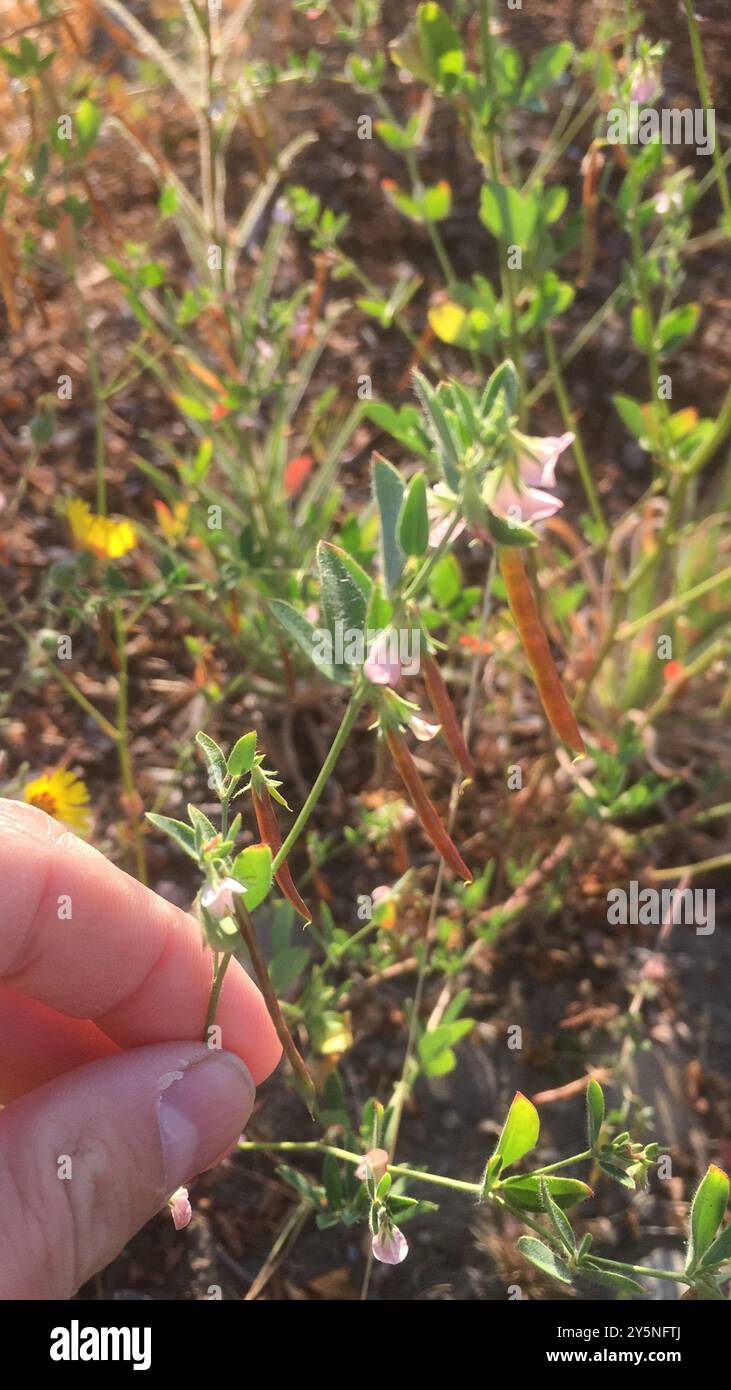 Spanish clover (Acmispon americanus) Plantae Stock Photo - Alamy