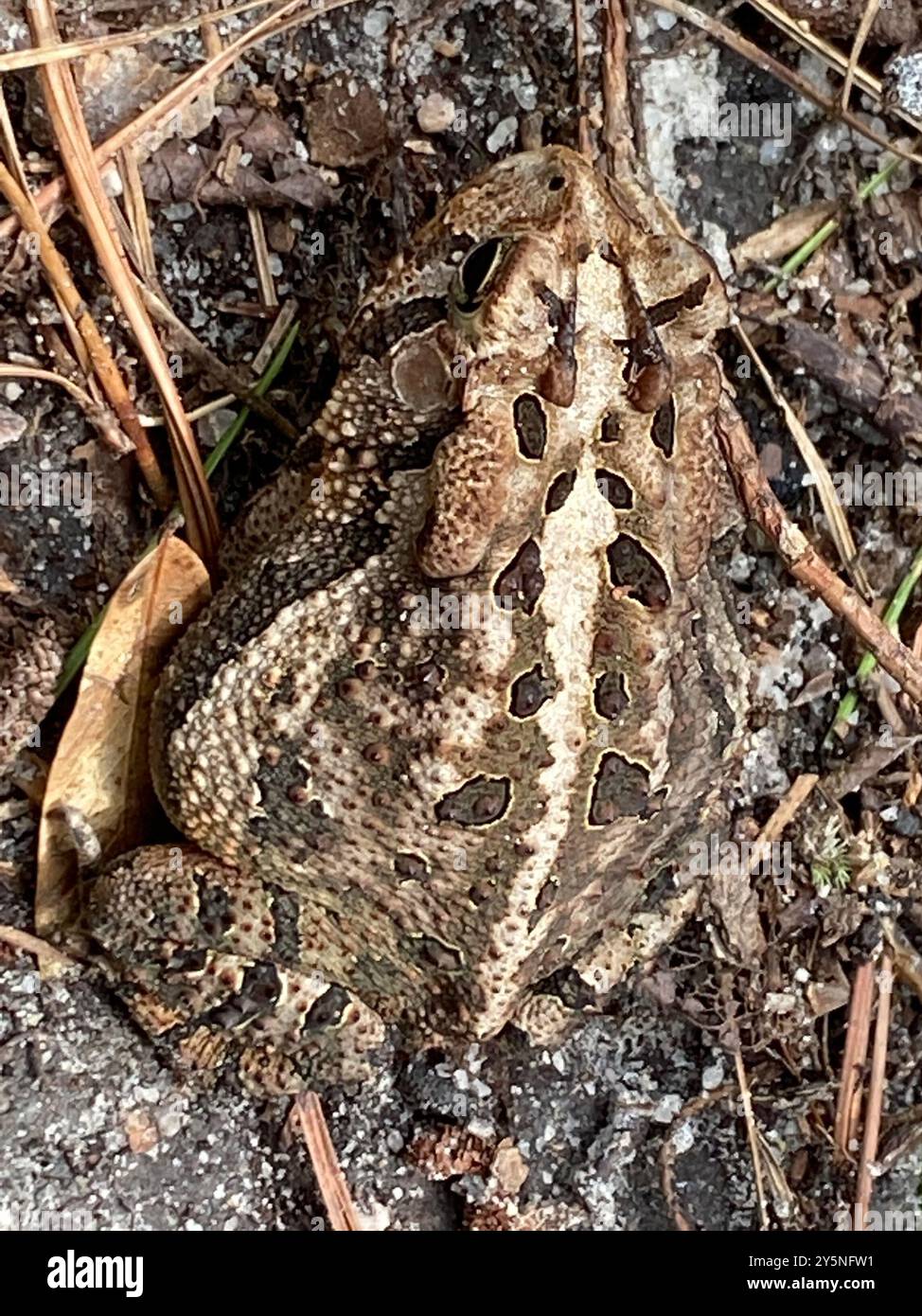 Southern Toad (Anaxyrus terrestris) Amphibia Stock Photo - Alamy