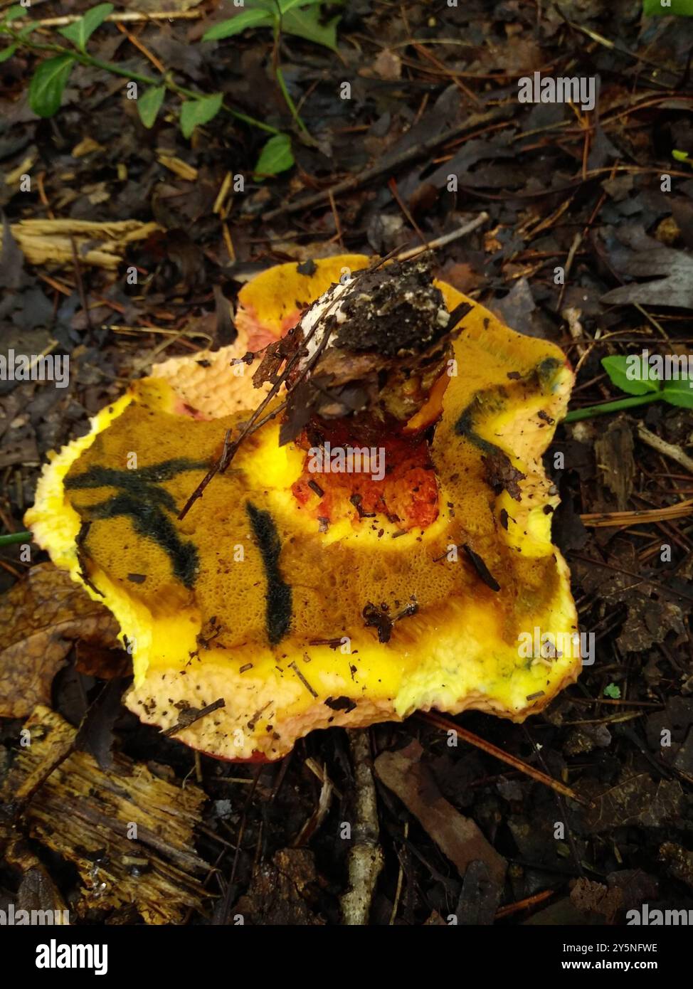 boletes (Boletaceae) Fungi Stock Photo - Alamy
