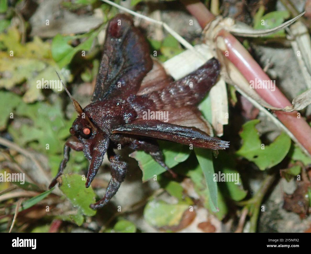 Saddleback Caterpillar Moths and Allies (Acharia) Insecta Stock Photo ...