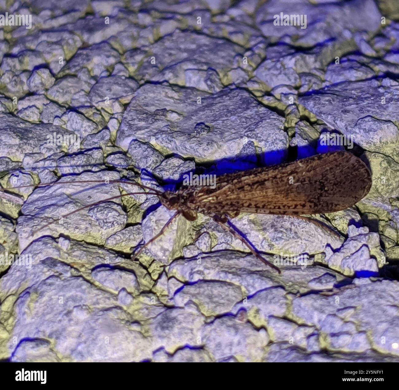 Northern Caddisflies (Limnephilidae) Insecta Stock Photo - Alamy