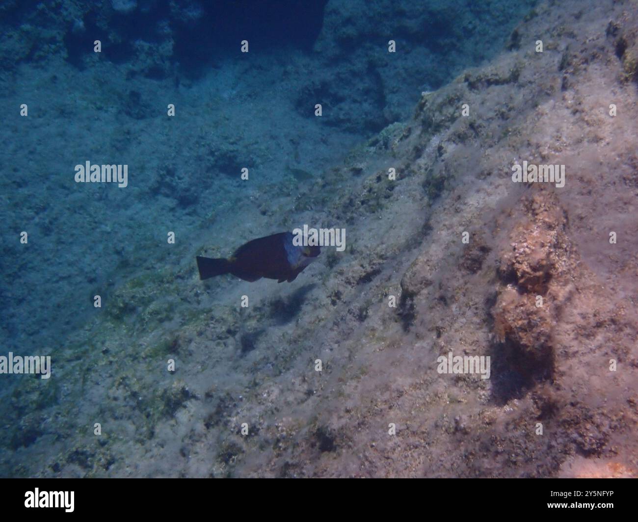 European Parrotfish (Sparisoma cretense) Actinopterygii Stock Photo - Alamy