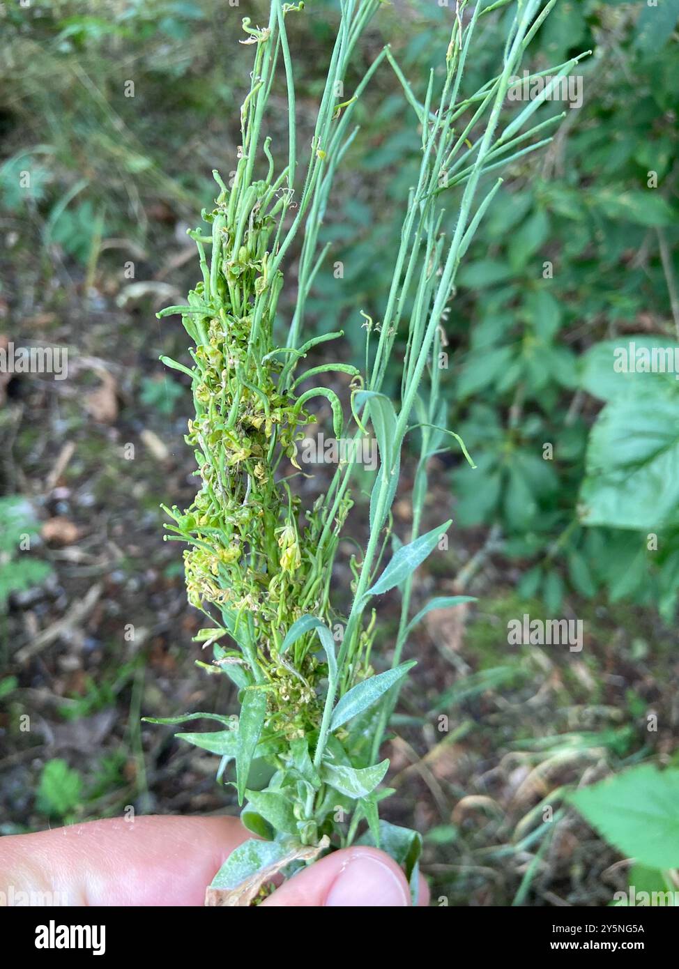 Tower Mustard (Turritis glabra) Plantae Stock Photo - Alamy