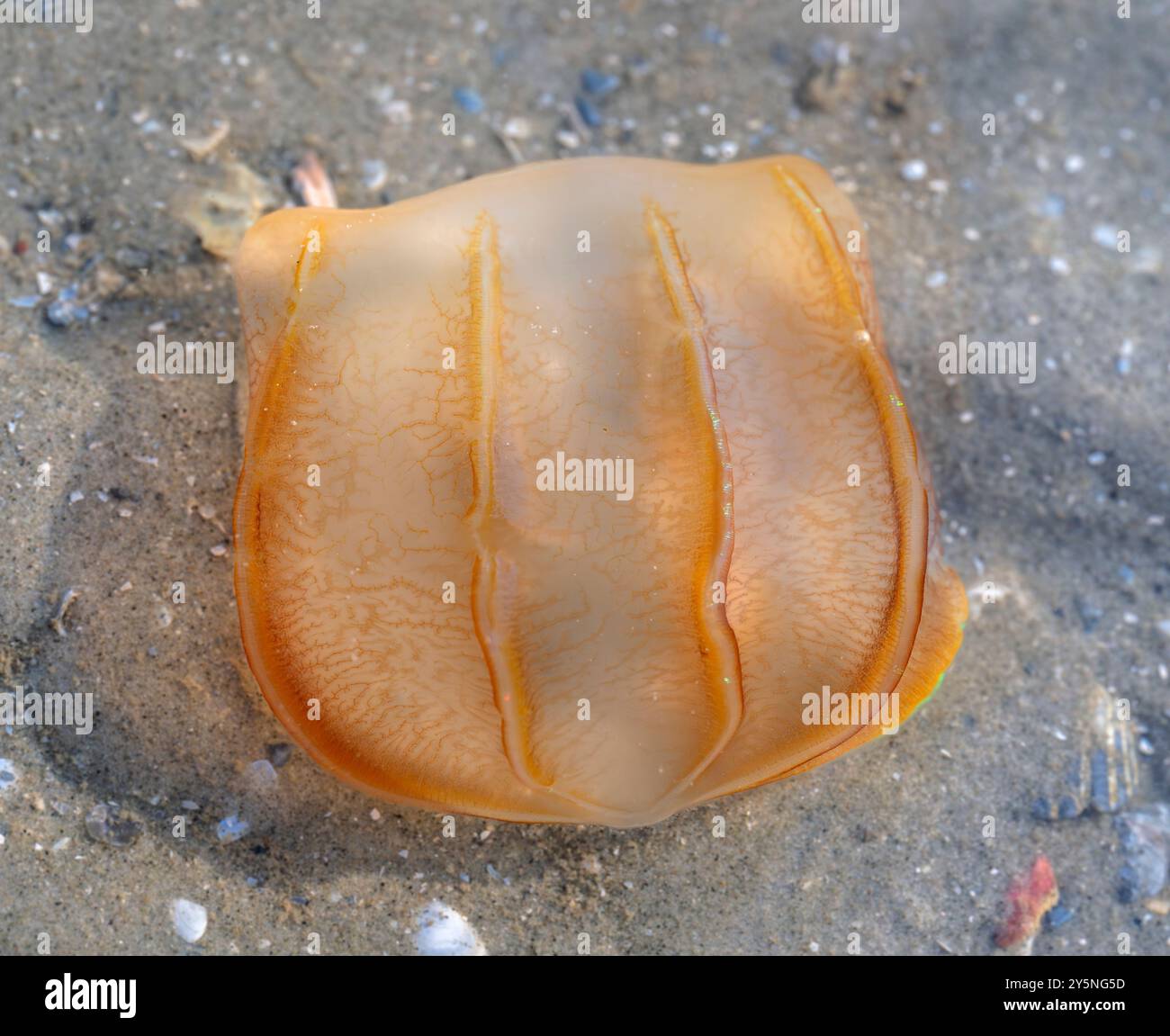 The comb jelly (Beroe cucumis) found in shallow water of Galveston Bay ...