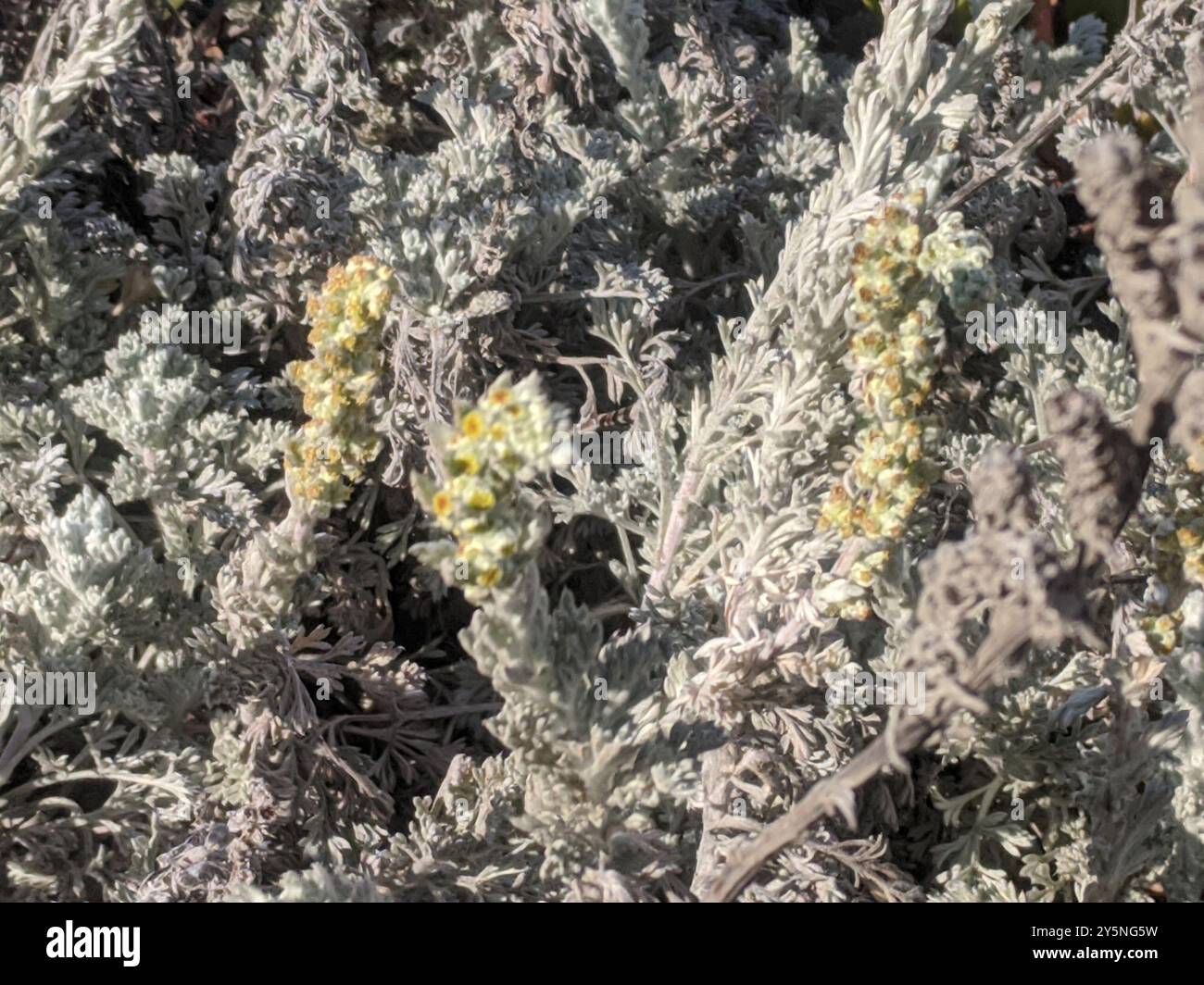 coastal sagewort (Artemisia pycnocephala) Plantae Stock Photo - Alamy