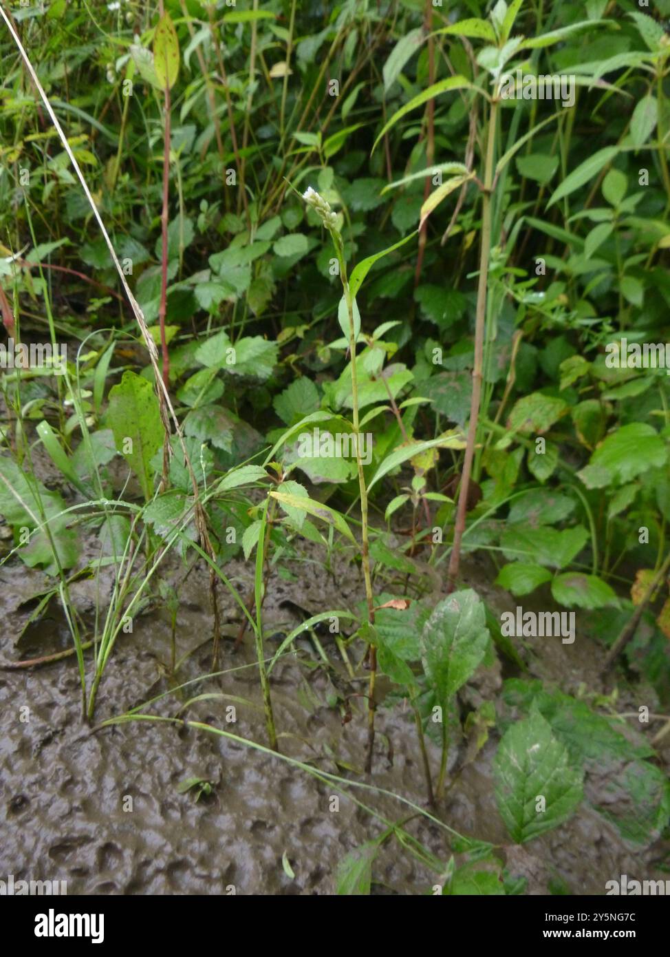 waterpepper (Persicaria hydropiper) Plantae Stock Photo - Alamy