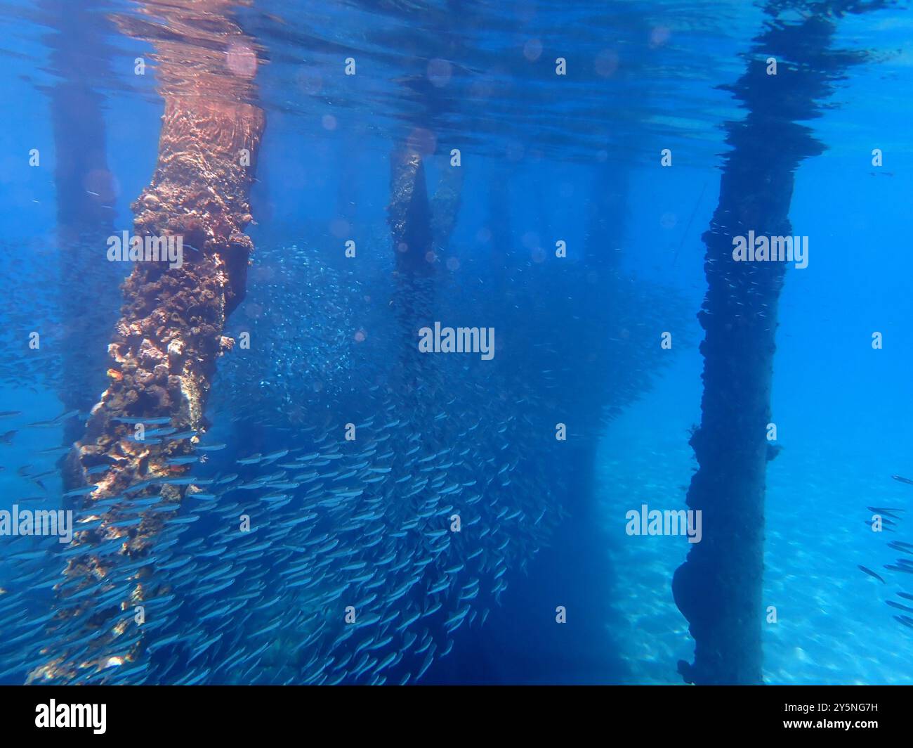 Red Sea hardyhead silverside (Atherinomorus forskalii) Actinopterygii ...