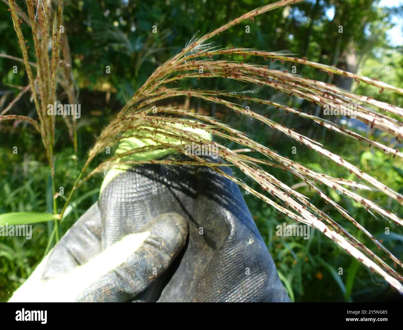 bristlegrasses, bluestems, paspalums, and allies (Panicoideae) Plantae ...