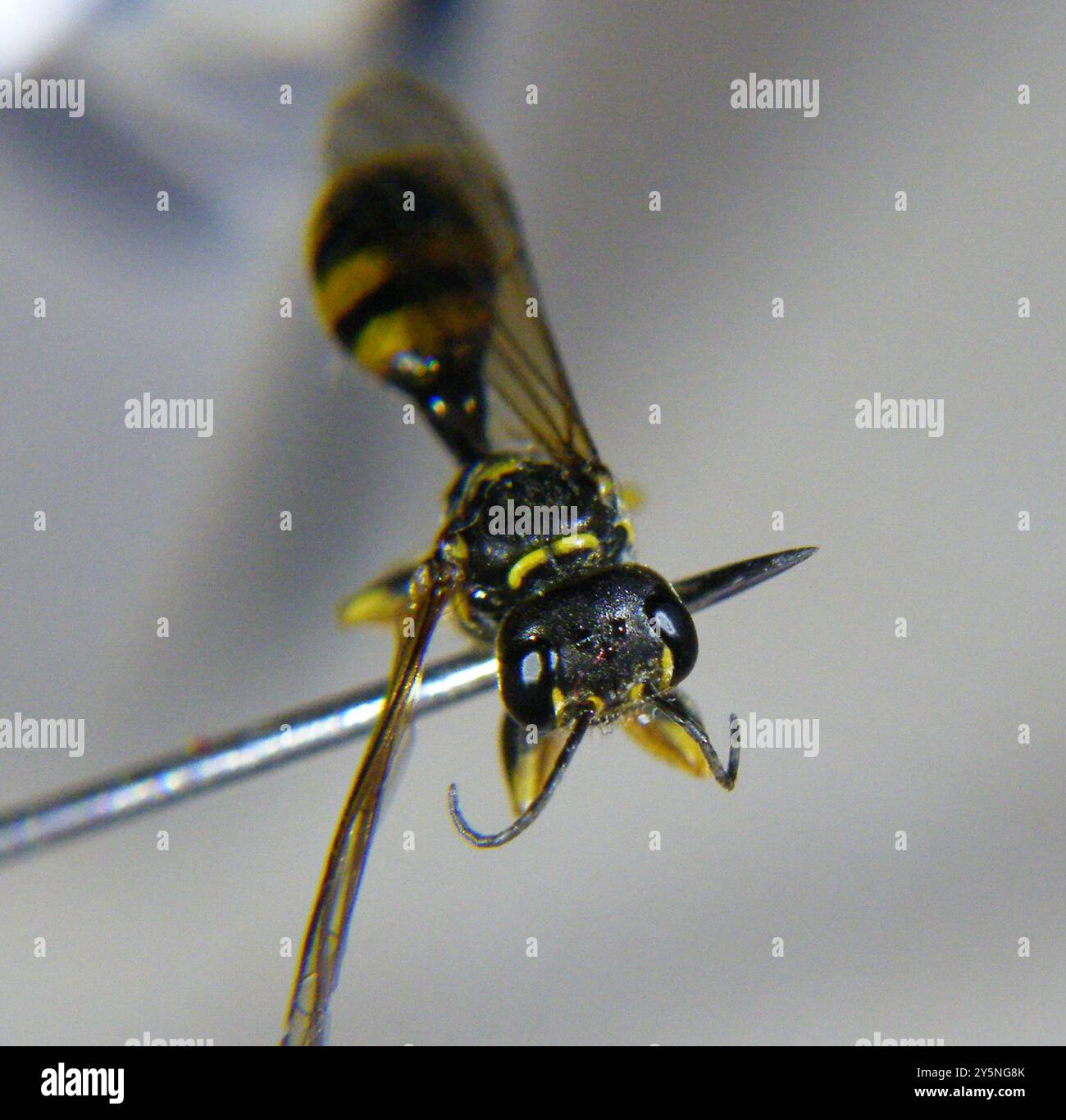 Field digger wasp (Mellinus arvensis) Insecta Stock Photo - Alamy