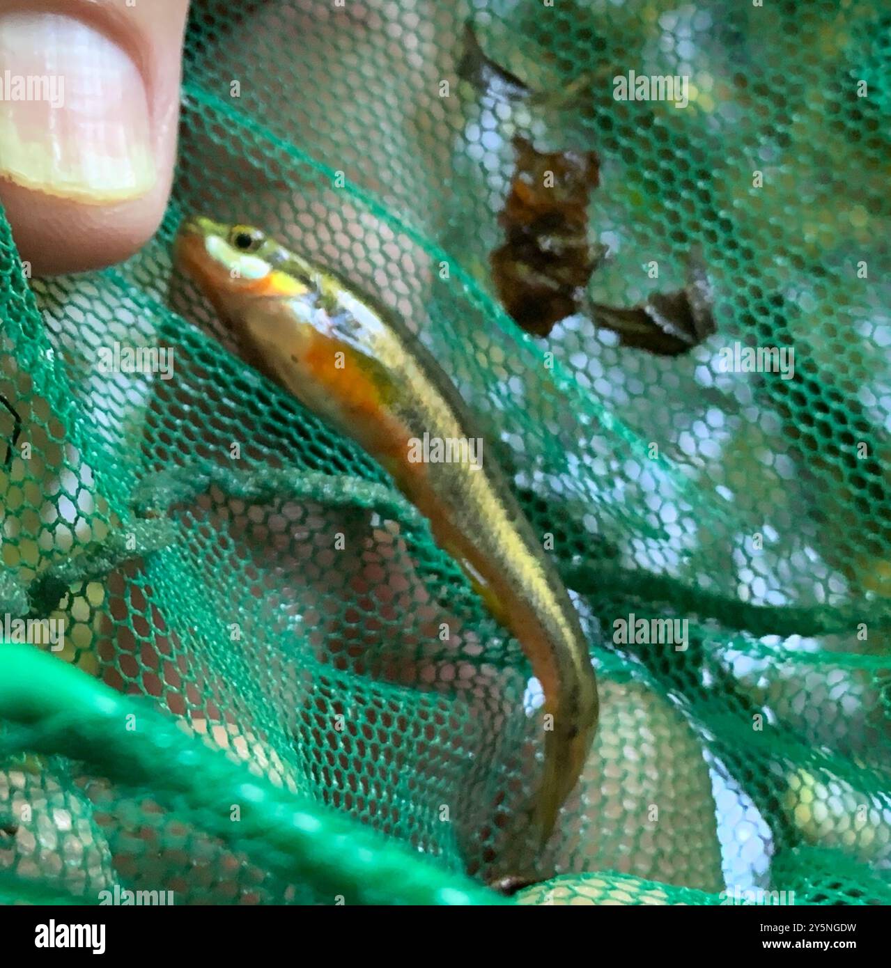 Southern Redbelly Dace (Chrosomus erythrogaster) Actinopterygii Stock ...