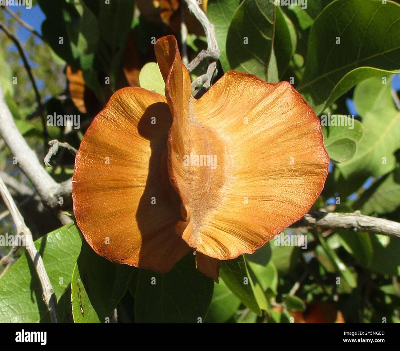 Largefruit hi-res stock photography and images - Alamy