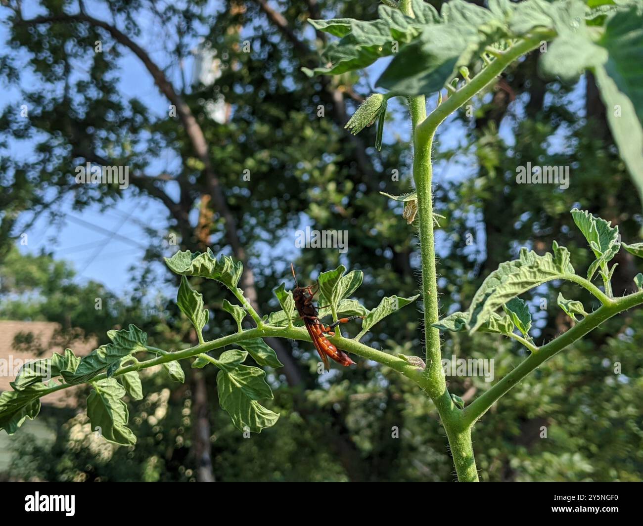 Pigeon Horntail (Tremex columba) Insecta Stock Photo - Alamy