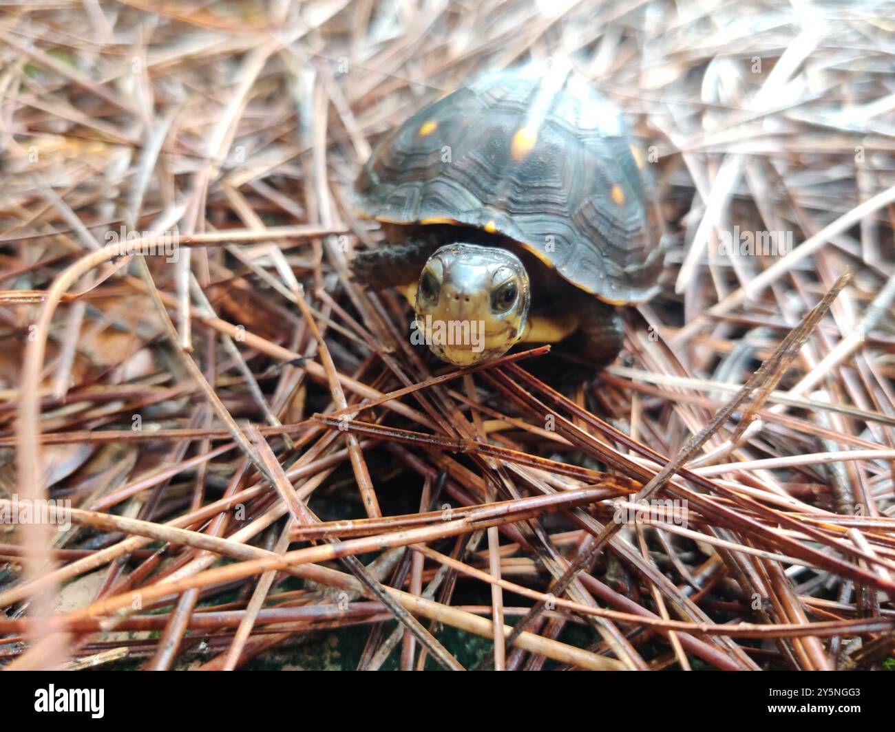 Gulf coast box turtle hi-res stock photography and images - Alamy