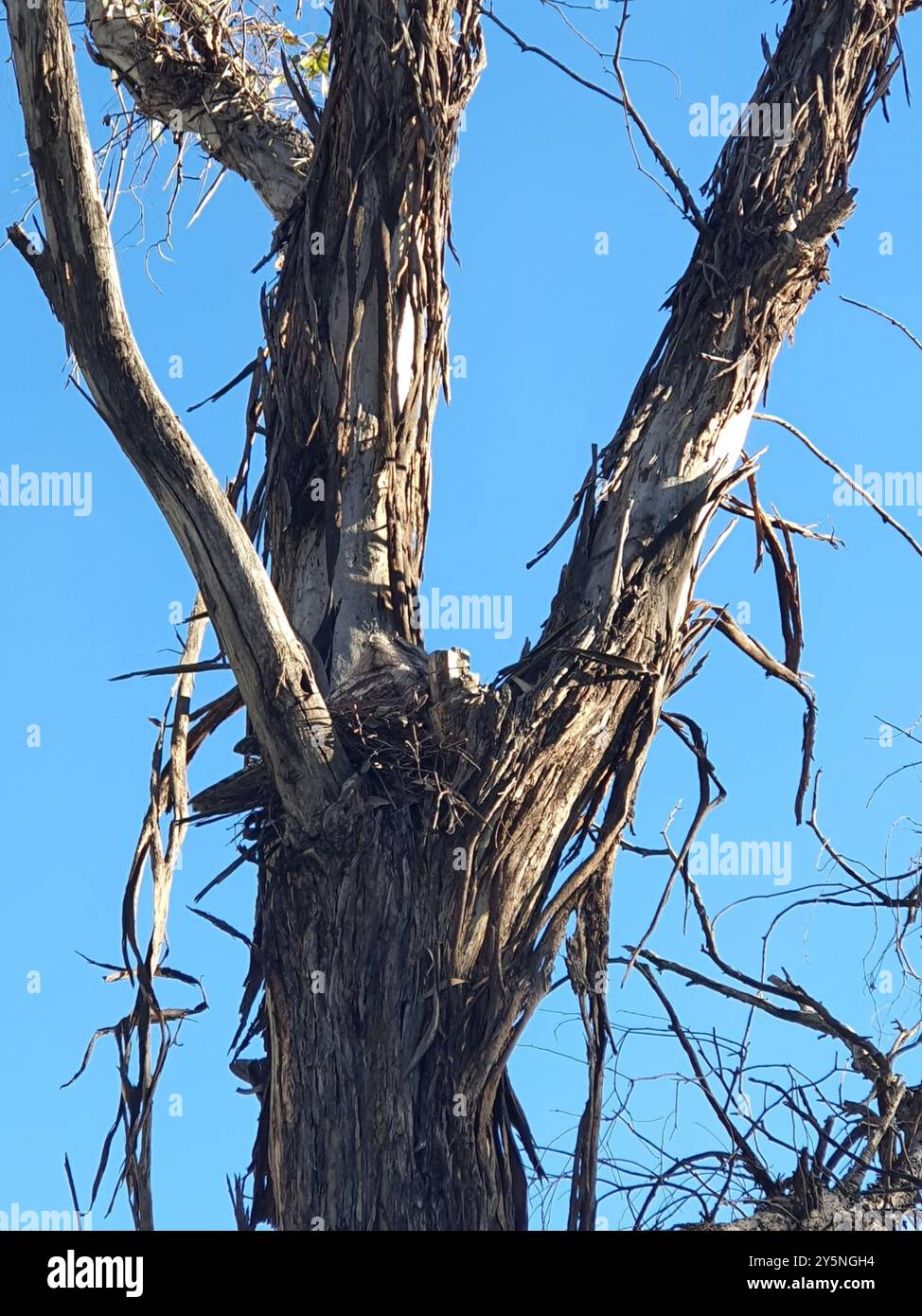 Tawny Frogmouth (Podargus strigoides) Aves Stock Photo - Alamy