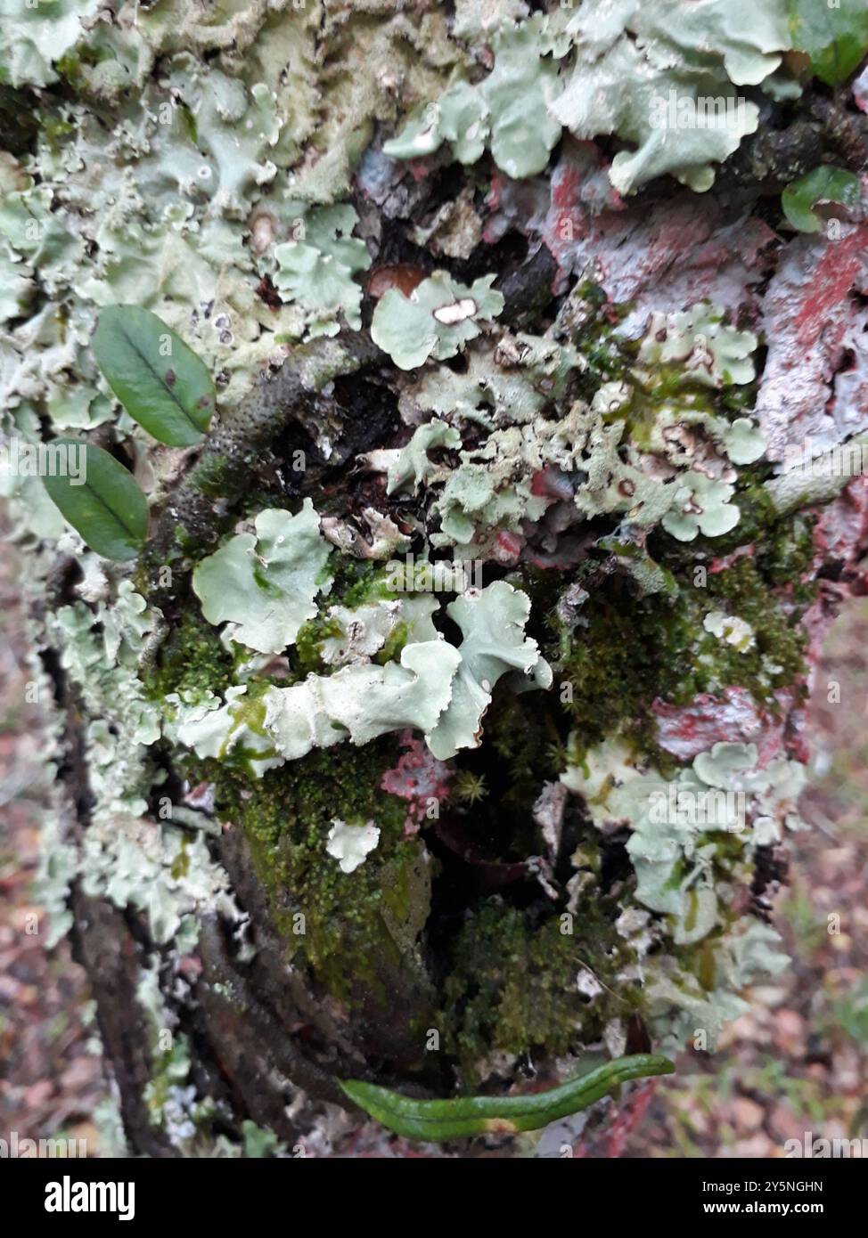 Ruffle Lichens (Parmotrema) Fungi Stock Photo - Alamy