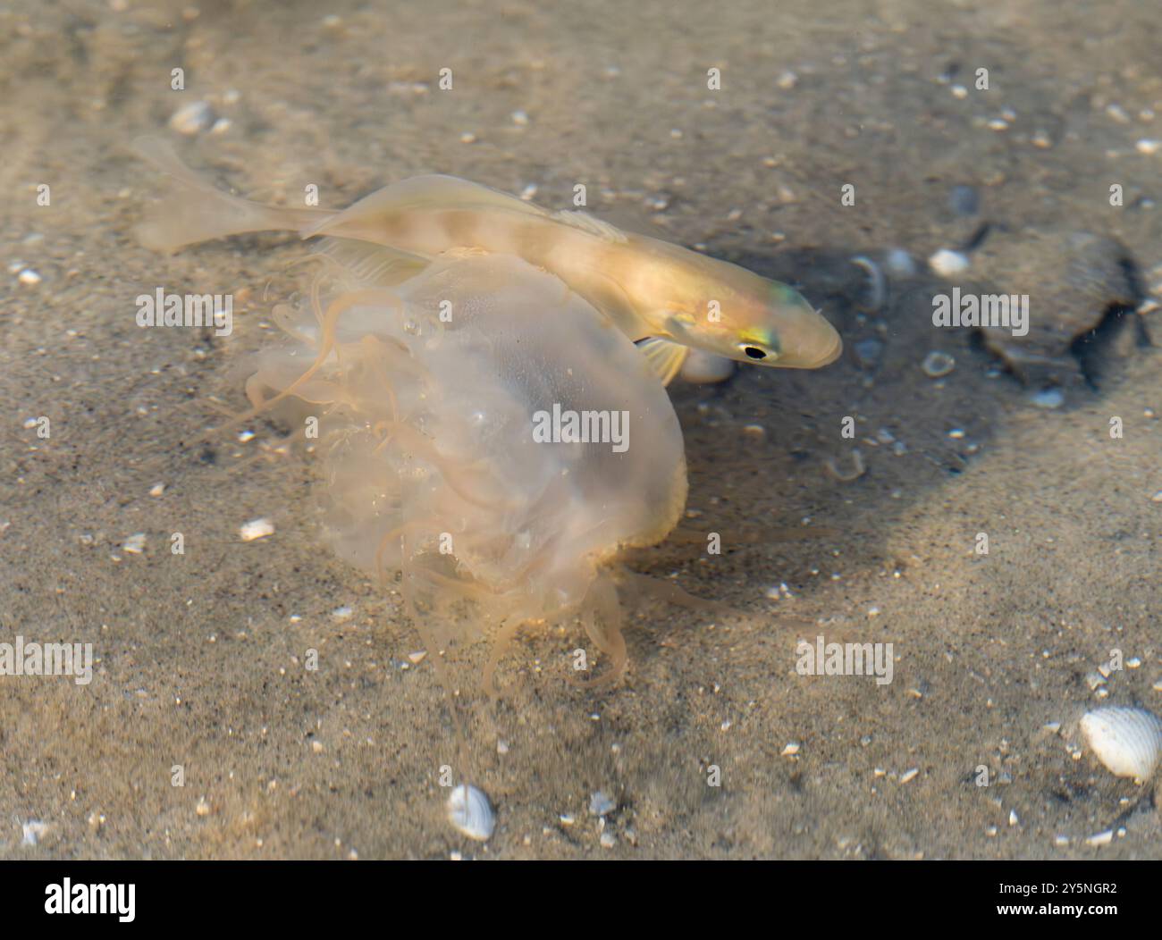 Banded drum hi-res stock photography and images - Alamy