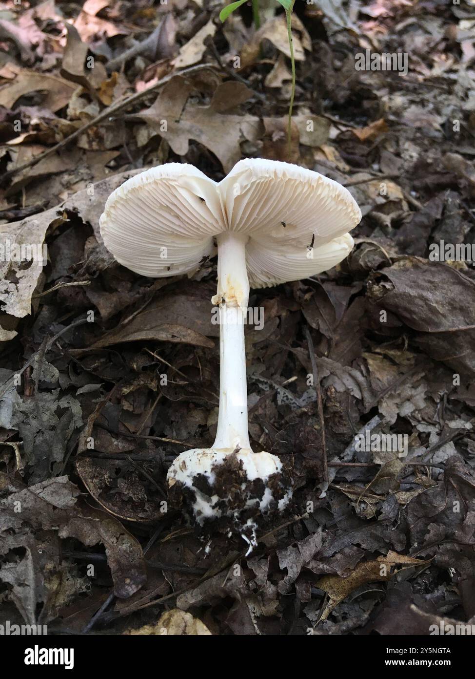 American Abrupt-Bulbed Lepidella (Amanita abrupta) Fungi Stock Photo ...