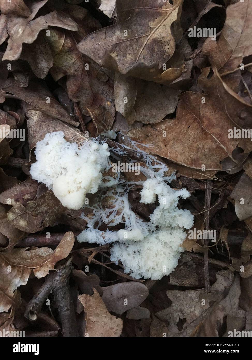 True slime molds hi-res stock photography and images - Alamy