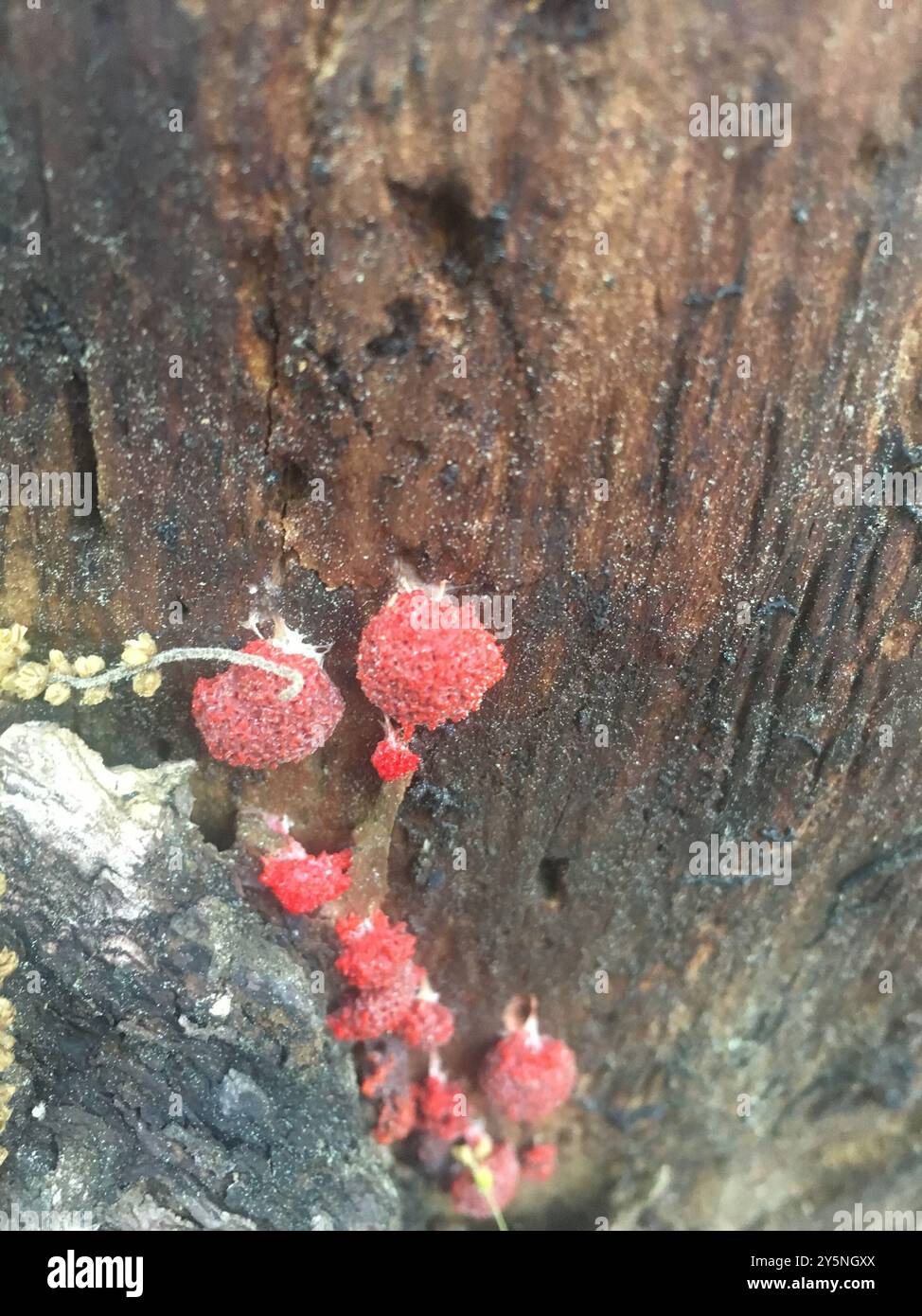 Red Raspberry Slime Mold (Tubifera ferruginosa) Protozoa Stock Photo ...