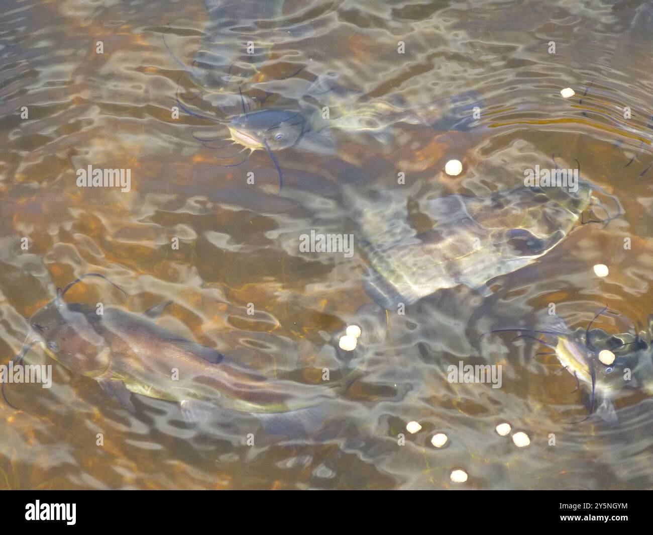 Bullheads (Ameiurus) Actinopterygii Stock Photo - Alamy