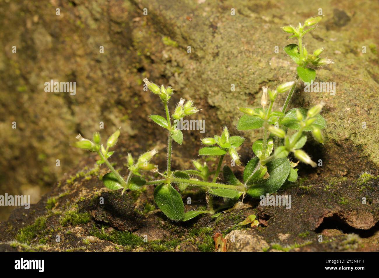 Sticky mouse-ear chickweed (Cerastium glomeratum) Plantae Stock Photo ...