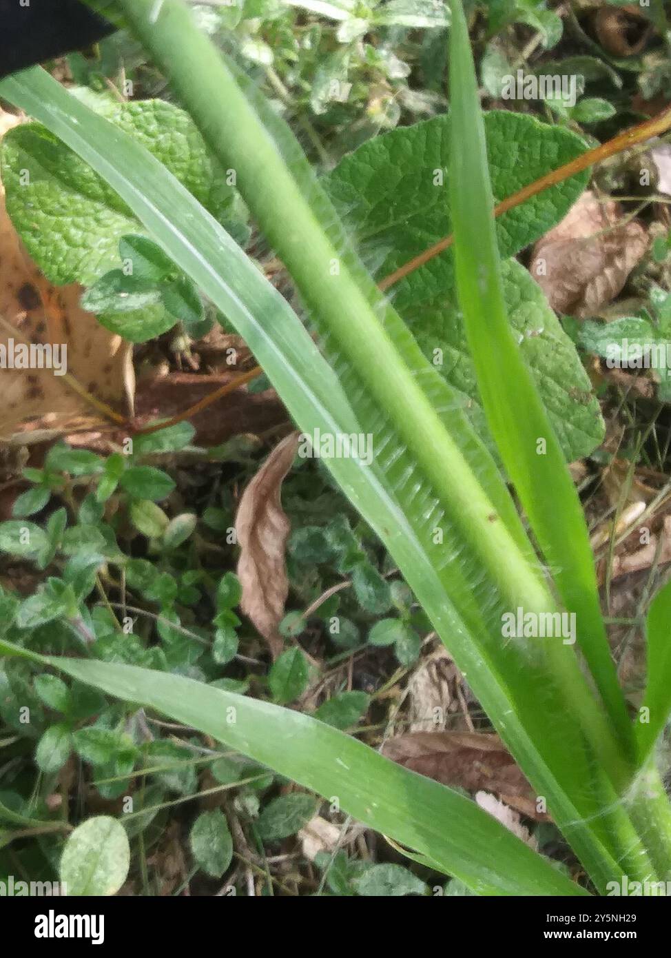 bristlegrasses, rosette grasses, barnyard grasses, and allies (Paniceae ...