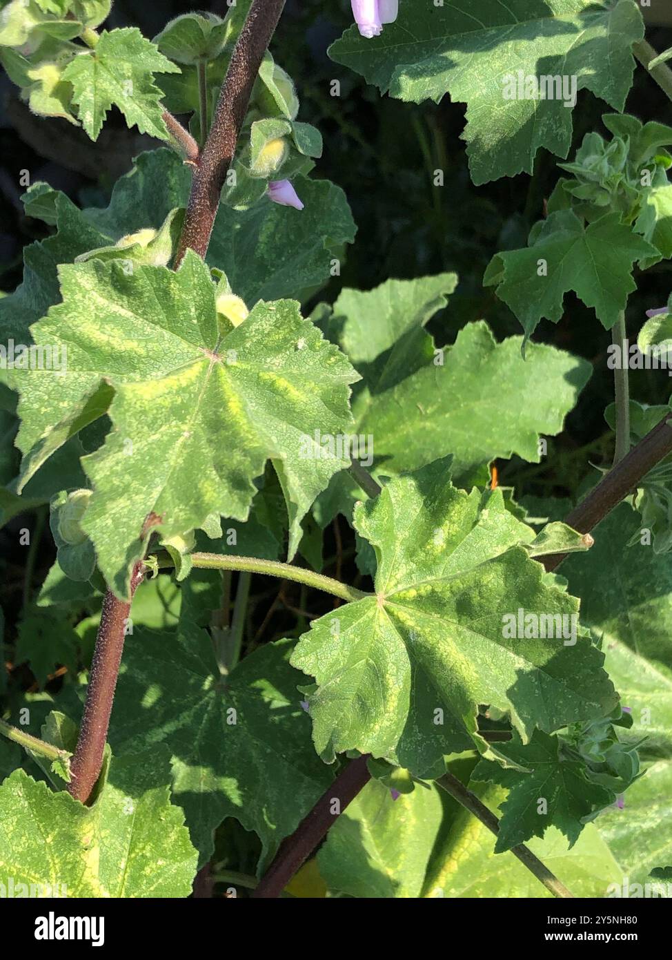 Tree Mallow (Malva arborea) Plantae Stock Photo - Alamy