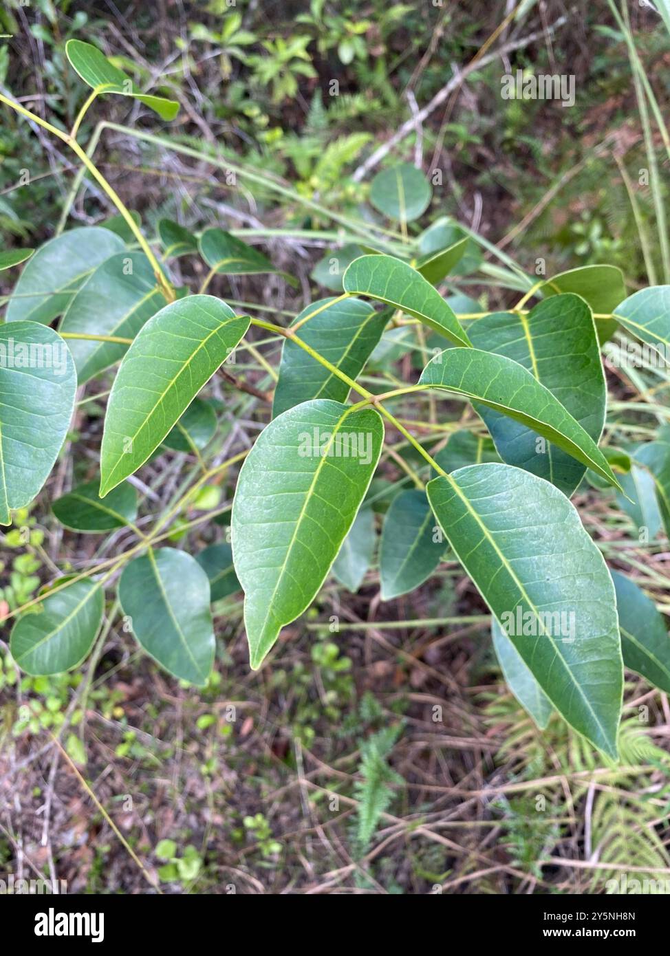 Poisonwood (Metopium toxiferum) Plantae Stock Photo - Alamy