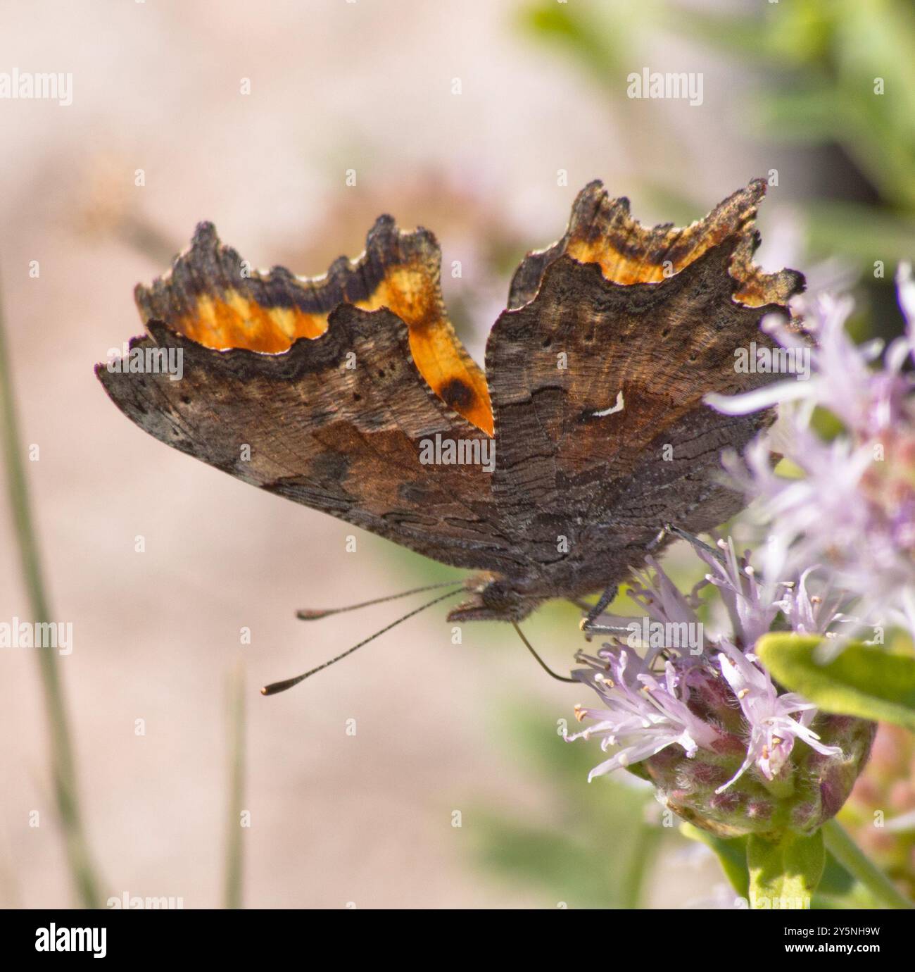 Zephyr Comma (Polygonia gracilis zephyrus) Insecta Stock Photo - Alamy