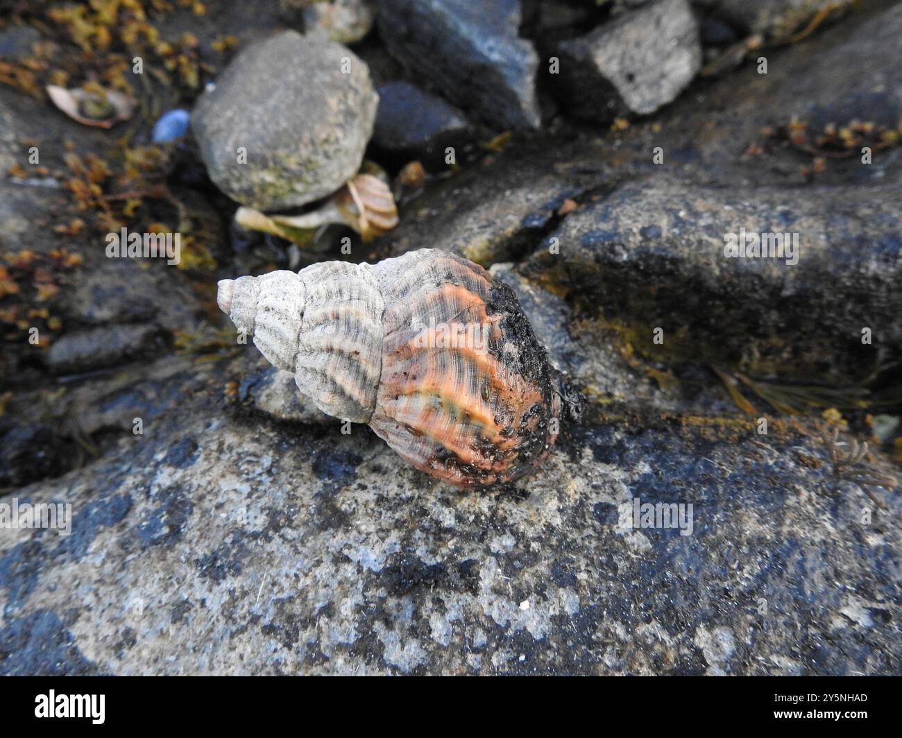Common Whelk (Buccinum undatum) Mollusca Stock Photo - Alamy