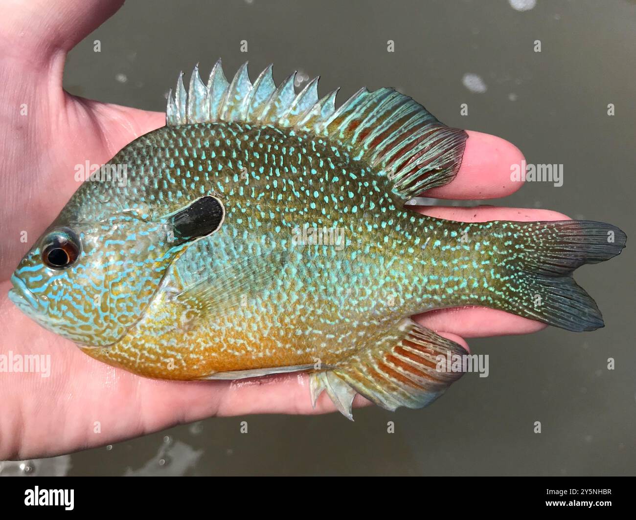 Plains Longear Sunfish (Lepomis aquilensis) Actinopterygii Stock Photo ...