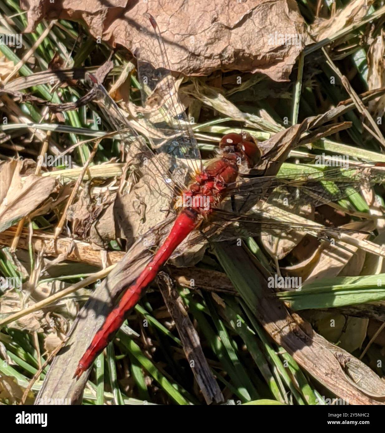 Meadowhawks (Sympetrum) Insecta Stock Photo - Alamy