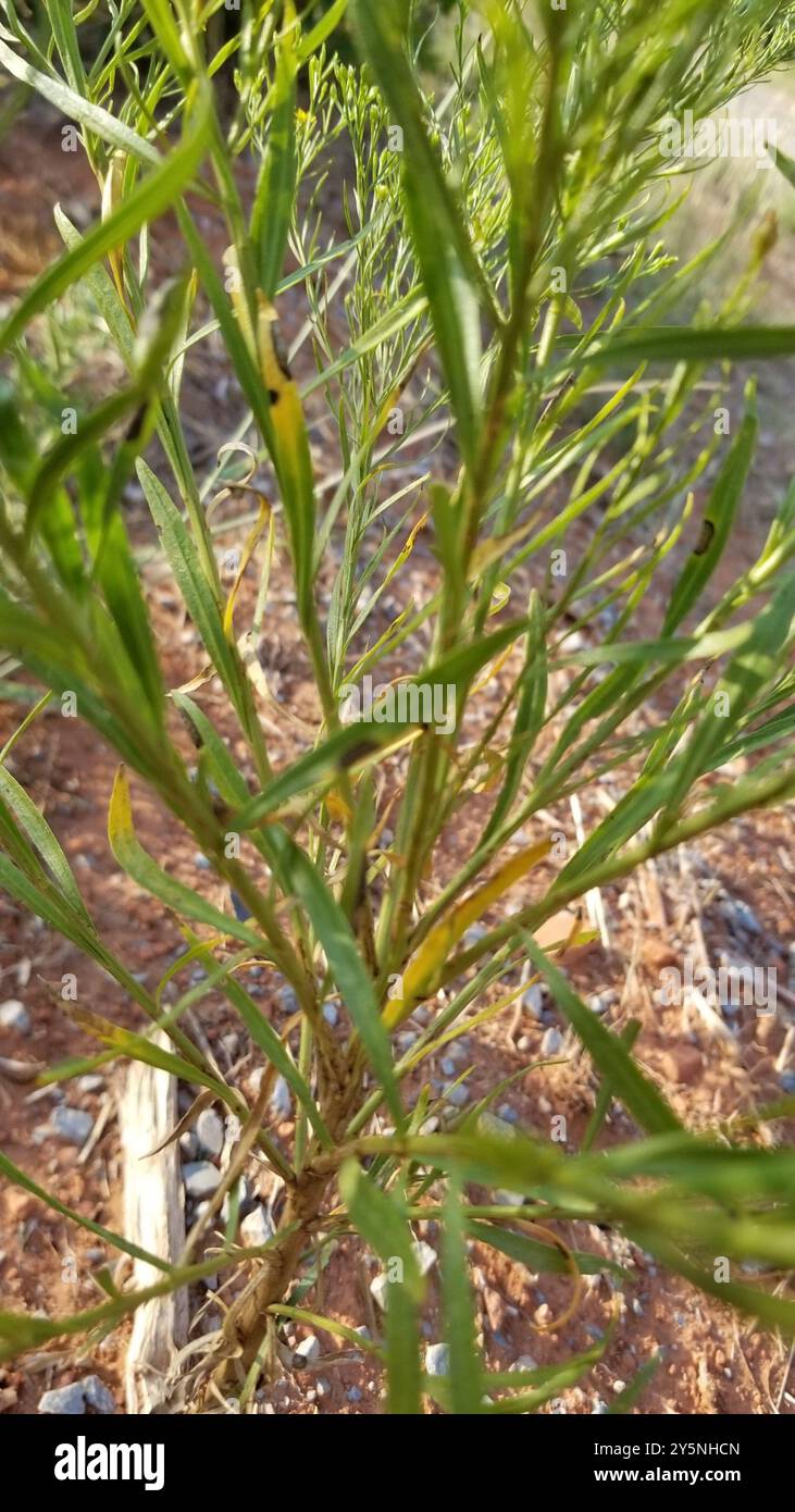 prairie broomweed (Amphiachyris dracunculoides) Plantae Stock Photo - Alamy