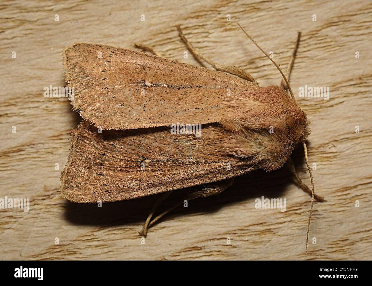 The Clay (Mythimna ferrago) Insecta Stock Photo - Alamy